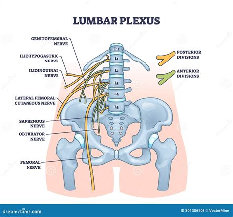 Lumbar Plexus As Anatomical Web Of Lumbosacral Nerves Outline Diagram