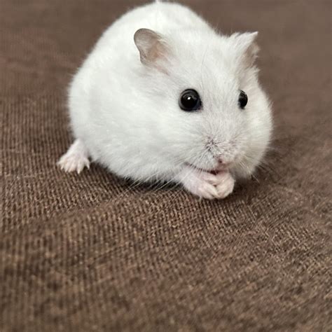 「ジャンガリアンハムスター」福岡県 小動物の里親募集489785 ペットのおうち【里親決定25万頭！】