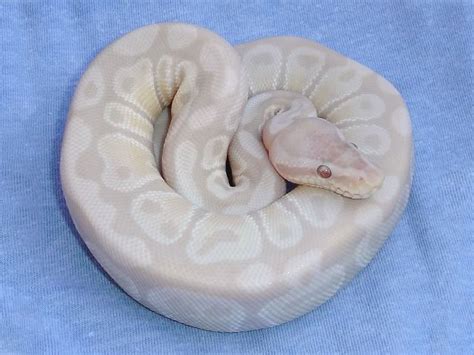 Banana Lavender Ball Python Hasma