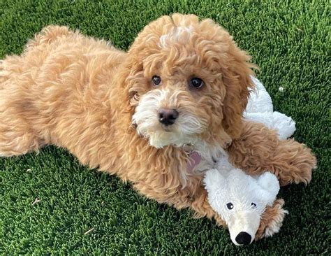 Grown Up Puppies Kokopelli Cockapoos