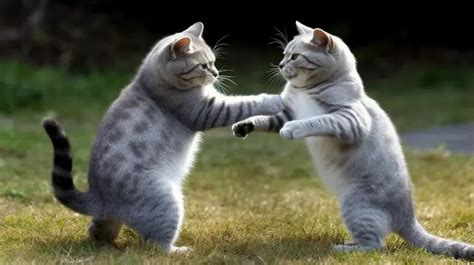 Two Grey Cats In The Grass Fighting And Wrestling Background Cats