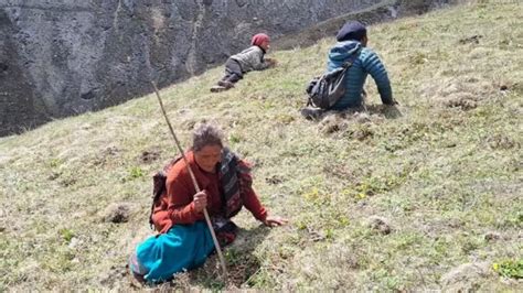 पिठ्युँमा दुधे बालक बोकेर यार्सागुम्बा टिप्न उपल्लो भेगमा जाने