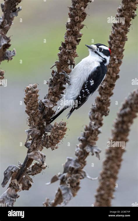 Hairy Woodpecker Leuconotopicus Villosus Feeding On Common Evening