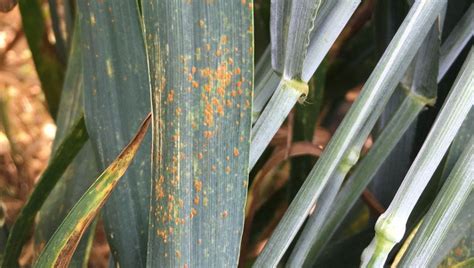 Use Fungicide Performance Information To Battle Wheat Brown Rust Ahdb