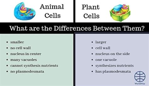 Bio Test 3 Flashcards Quizlet
