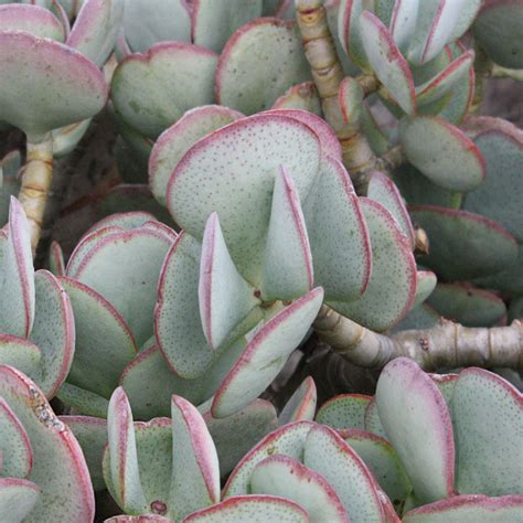 Crassula Arborescens Silver Dollar Alvarez Nursery