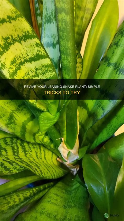 Revive Your Leaning Snake Plant Simple Tricks To Try Shuncy
