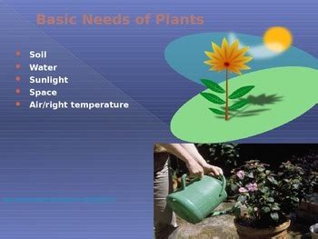 Plant Life Cycle Powerpoint By Teachuskillz Tpt
