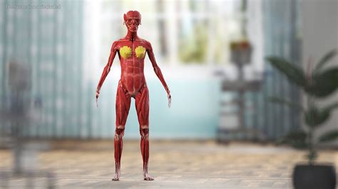 Girl Muscle System 3d Model 179 3ds Blend C4d Fbx Max Ma Lxo