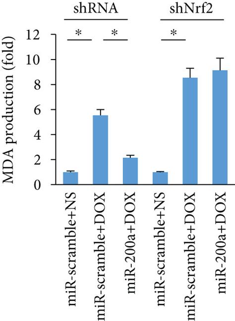 MiR 200a Could Not Provide Cardiac Protection Against DOX Induced Acute