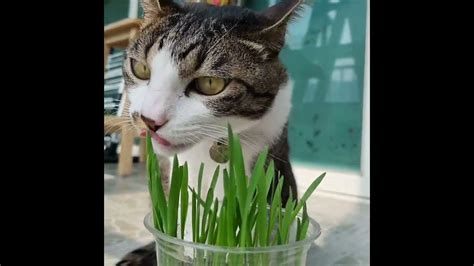 캣그라스 좋아하는 고양이 Youtube