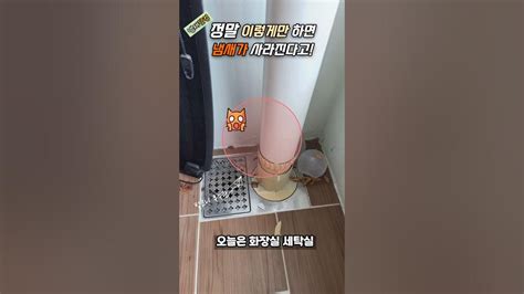 아파트 하수구냄새 이렇게 하면 냄새가 사라지나요 악취제거 하수구냄새 우수관 Youtube