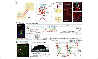 Cerebrospinal Fluid Contacting Neuron Tracing Reveals Structural And