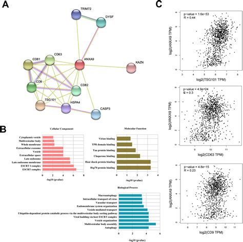 Functional Enrichment Analysis Of Anxa9 A B The Ppi Network And Go