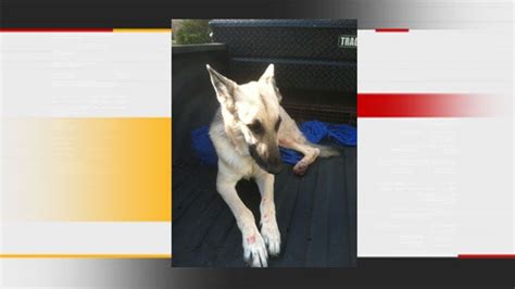 Dog Critically Injured After Being Thrown Off Bridge In Okc