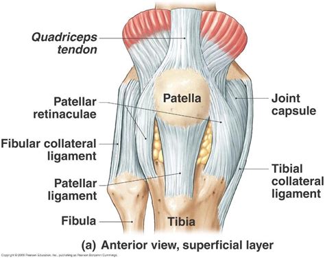 Knee Ligament Anatomy Anterior View