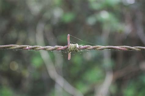 barbed thread fencing free photo on pixabay pixabay