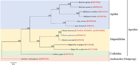 maximum likelihood ml method based phylogenetic tree for the