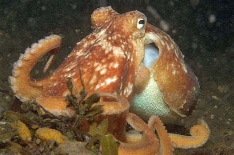 Octopus Arran Sealife