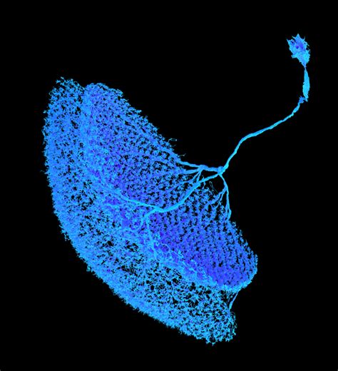Discovery Of A Neuronal Microcircuit In The Fruit Flys Complex