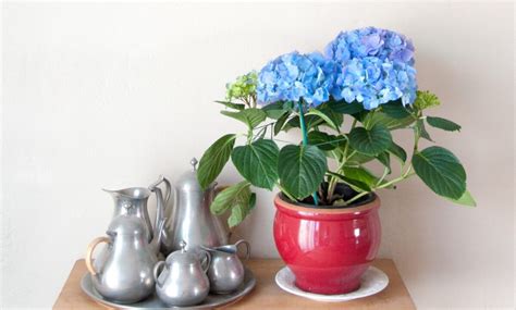 5 Plantas Que Dan Mala Suerte En Casa Y Debes Evitar Plantateca