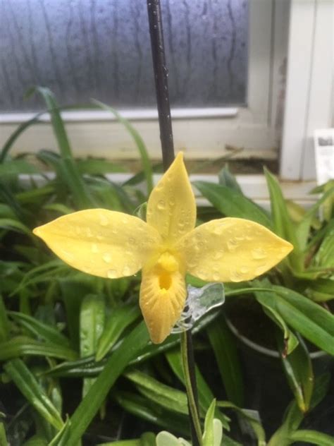 Phrag Besseae Var Flavum Slippertalk Orchid Forum
