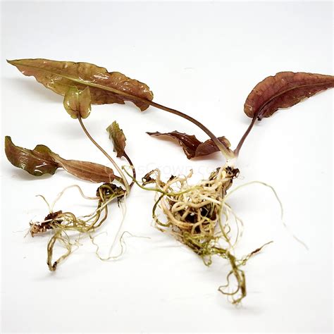 Cryptocoryne Mi Oya Glass Grown Aquatics