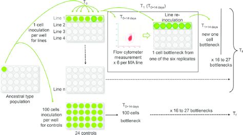 Mutation Accumulation Ma Experiments In Pico Algae Flow Cytometer