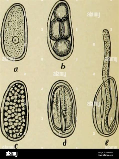 Huevo Oxyuris Equi