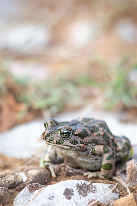 Reproduction In Toad Meaning Process And Characteristics Marnat