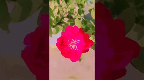 Tum Pe Marne Lage Hain Ham Ishq Karne Lage Hain Ham 🌹🌹🌹🌺🌺🌺🌺 Youtube
