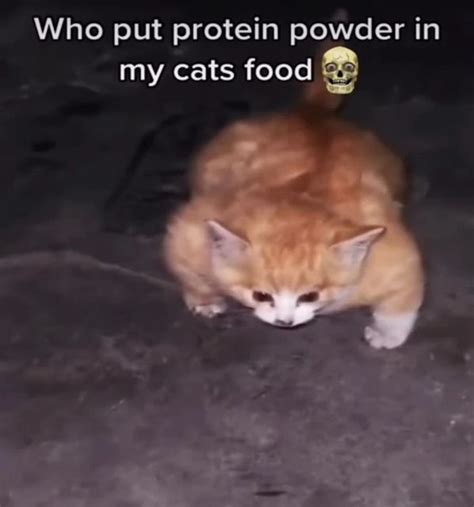 Mèówrexe On Instagram He Buff