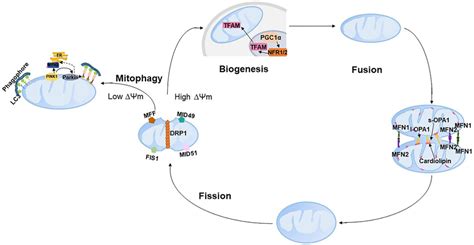 Schematic Representation Of Mitochondrial Quality Control Pink