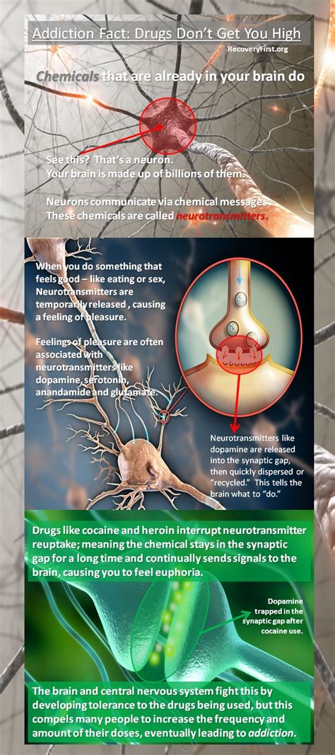 Best Images About Brain Functions On Pinterest