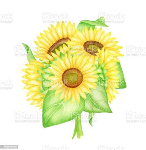 수채화 해바라기 꽃다발 일러스트레이션 흰색 배경에 고립 된 잎과 밝은 노란색 꽃의 손으로 그린 무리 가을에 대한 스톡 벡터 아트 및 기타 이미지 Istock