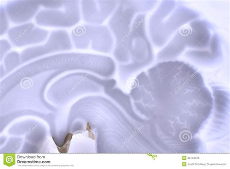 Human Brain Stock Image Image Of Close Callosum Cross 38143413