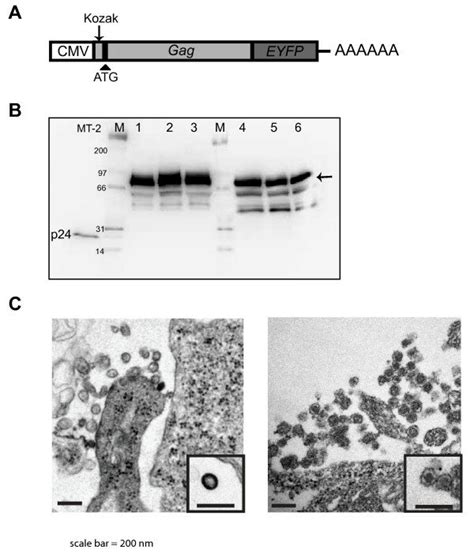 Development Of A Model System For The Efficient Expression Of HTLV 1
