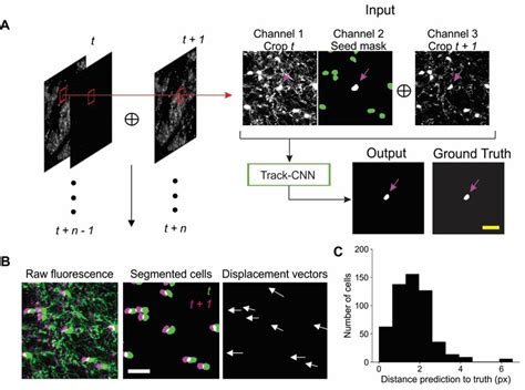 Track CNN Processing Steps A Crops Are Taken From Each Pair Of Download Scientific Diagram