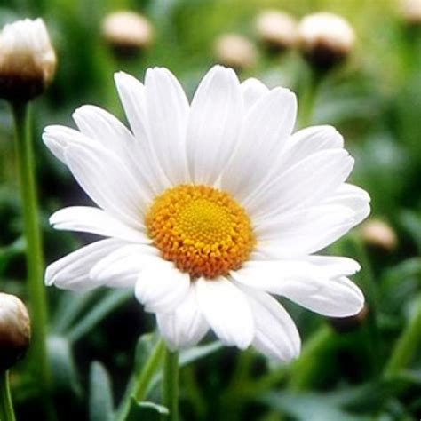 Buy The High Quality Chamomile Essential Oil Wild In Brampton