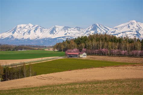 開花した日に蕾のまま散った桜並木 By 硝子の心 （id：11453933） 写真共有サイトphotohito