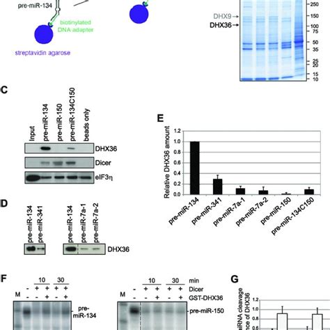 Pdf The Deah Box Helicase Dhx36 Mediates Dendritic Localization Of