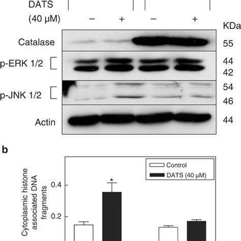 Immunoblotting For Bcl 2 Bid And Bax Using Lysates From Pc 3 Cells