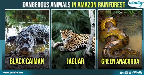 10 Dangerous Animals In Amazon Rainforest