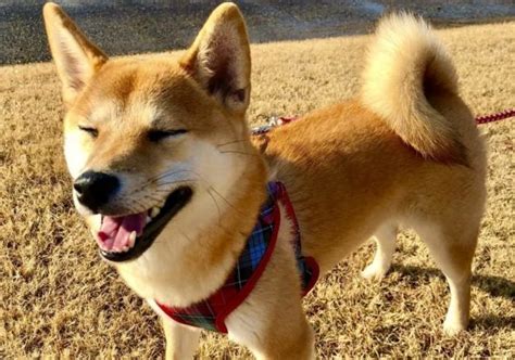 柴犬の尻尾は15種類ある！あなたの愛犬は何タイプ？ 柴犬ココたん「のほほんカメラ日記」