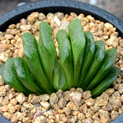 玉扇多肉扇形好养新奇多肉植物新款玉露净化空气包邮虎窝淘