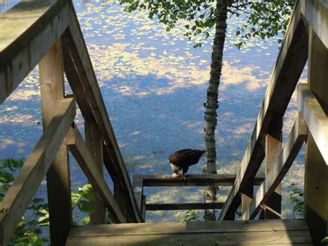 Lipsett Lake Eagle Are We There Yet