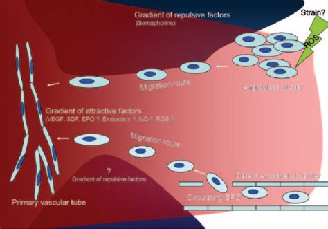 Figure 1 From Endothelial Precursor Cell Migration During
