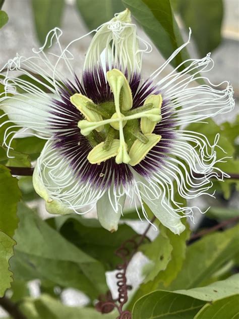 Passion Fruit Vine Possum Purple Love Tropical Fruit From Jessies