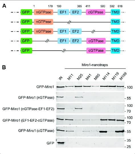 domain mapping of miro1 nbs a schematic illustration of