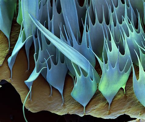 Moth Wing Scales Sem Things Under A Microscope Microscopic
